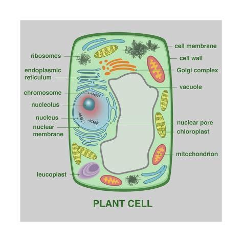 Plant Cell Print Gwen Shockey Plant Cell Diagram