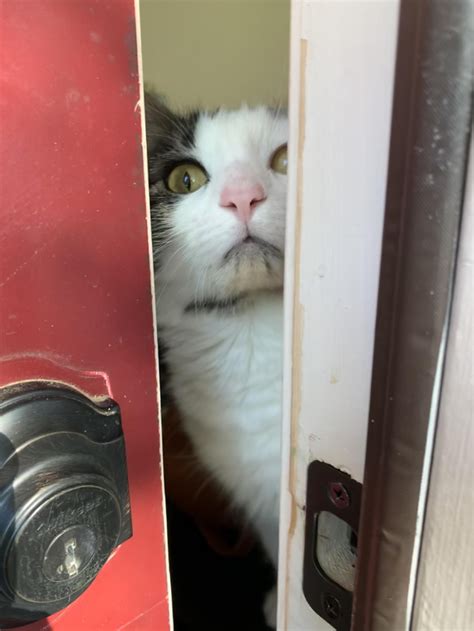 Whats The Password Meme Guy