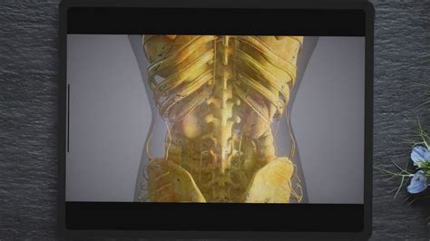 Hémi Sacralisation De L5 Comprendre Anomalie Et Impact Sur Le Mal De