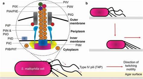 Full Article Twitching Motility Of Stenotrophomonas Maltophilia Under