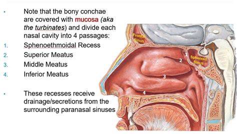 Sphenoethmoidal Recess