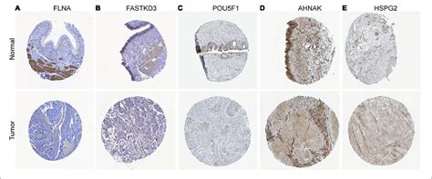 Validation Of The Expression Of Rna Binding Proteins Rbps In