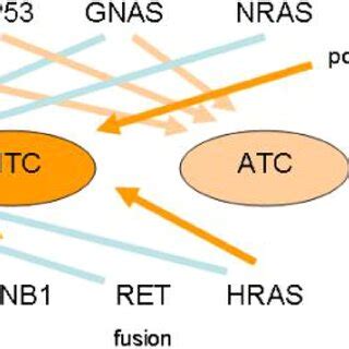 Gene Mutations In Subtypes Of TC Download Scientific Diagram