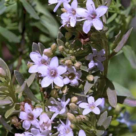 Pink Creeping Myoporum Myoporum Parvifolium Pink Plants Express