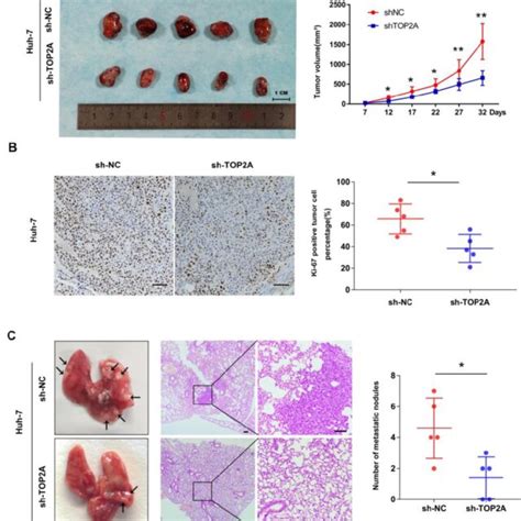 Top2a Activates Cell Cycle Progression From G2 To M Phase A The Download Scientific Diagram