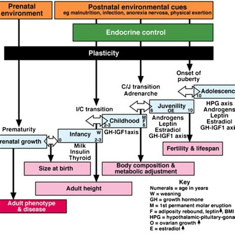 Pre Adult Periods Of Adaptive Plasticity In The Transition Between Life Download Scientific