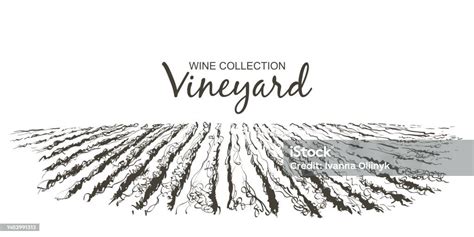 벡터 포도 나무 농장 언덕 풍경 와인 얼룩이있는 포도원 줄 그리기 선 스케치 그림 포도밭에 대한 스톡 벡터 아트 및 기타 이미지 포도밭 덩굴 들 Istock