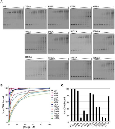 a gel retardation assays showing binding of redβ wt and mutant