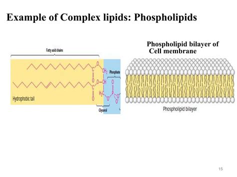 Lipidspptx Assignmenent Biochemistry Year One Pptx
