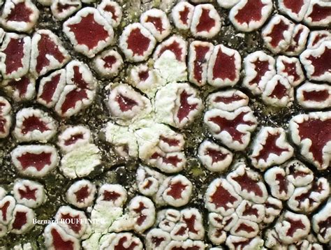 Lichens Marins Haematomma Sorediatum R W Rogers