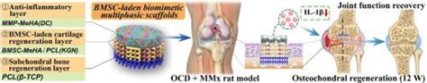 用于有效修复骨关节炎大鼠模型中骨软骨缺损的 3d 生物打印载有 Bmsc 的仿生多相支架 Biomaterials X Mol