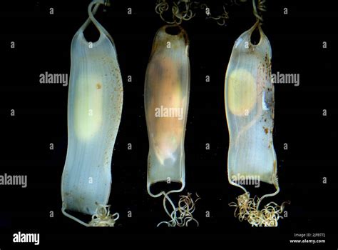 Egg Capsules Of Small Spotted Catshark Scyliorhinus Canicula With