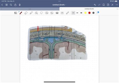 Anatomy Lab Quiz 1 Flashcards Quizlet