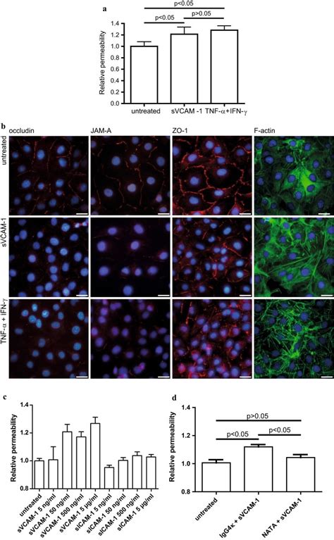 Occludin Antibody Monoclonal Oc 3f10