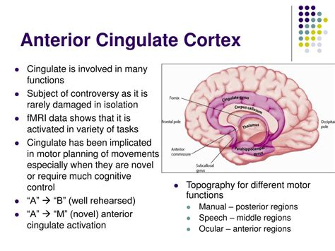 Sts Cheat Sheet Of The Brain Pdf Cingulate Cortex Par