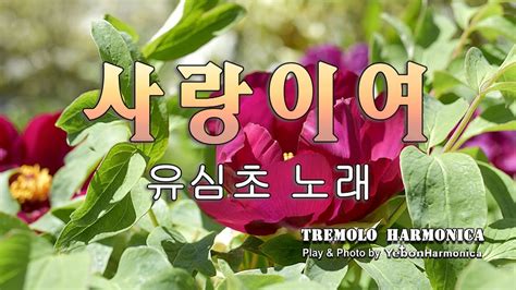 하모니카와 함께 하는 감성연주사랑이여유심초노래예본연주 Youtube
