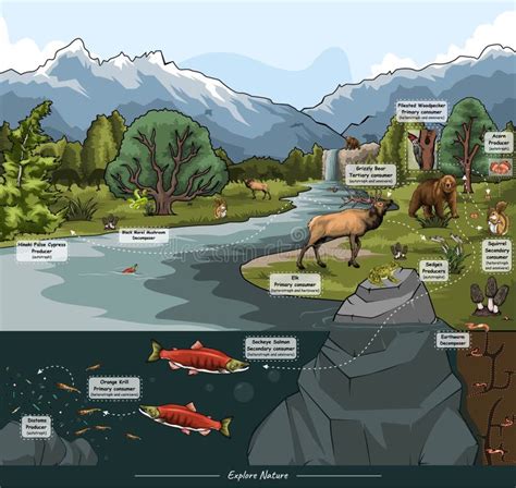 complex ecosystems stock illustrations 97 complex ecosystems stock