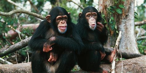 Ook Chimpansees Hebben Gevoel Voor Ritme Blijkt Uit Onderzoek
