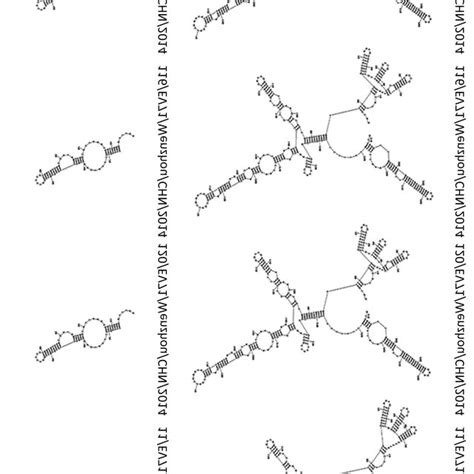 the rna secondary structure predictions of ires for more details