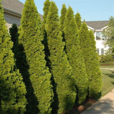 Arborvitae Privacy Fence