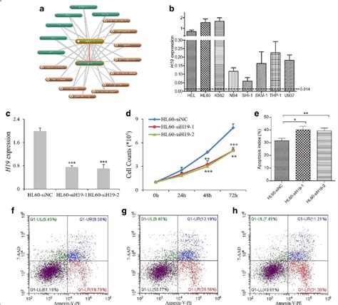 The Biological Role Of H19 On Leukemic Cell Line Hl60 A The Underlying
