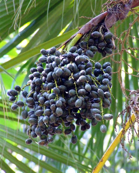Chinese Fan Palms A Favorite Of Mine Simmons Tree Farms