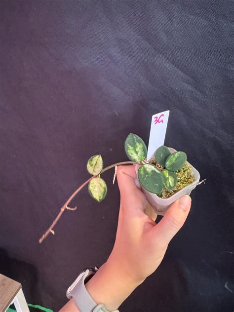 Hoya Mathilde Variegated Rooted Active Growing Exact Plant Fast