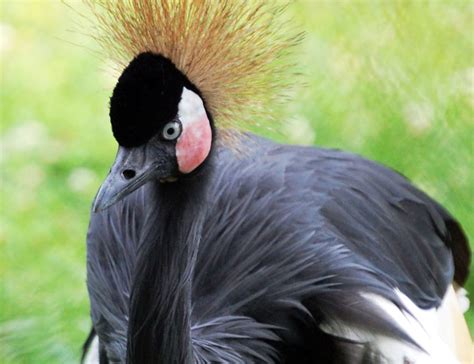 West African Crowned Crane Facts Itvq