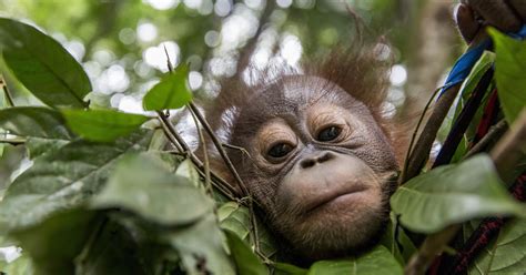 10 Facts About Orangutans Four Paws International Animal Welfare