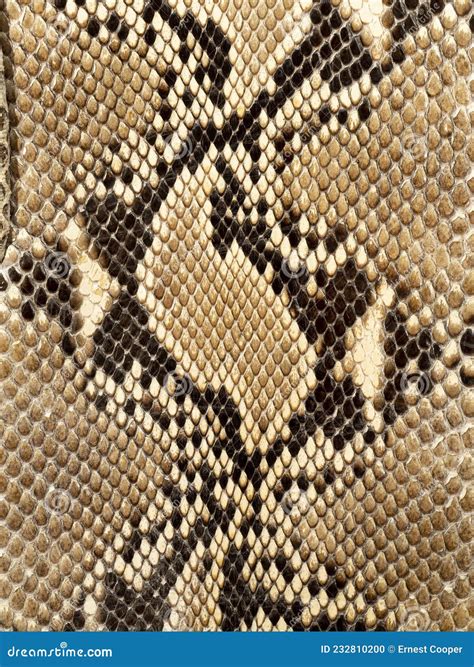 P1010044 Close Up Of Tanned Reticulated Python Skin Malayopython