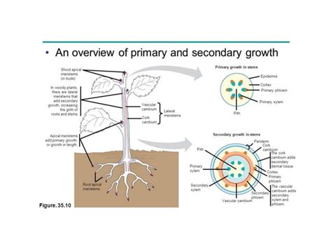 Topic 6 Plant Structure Pdf