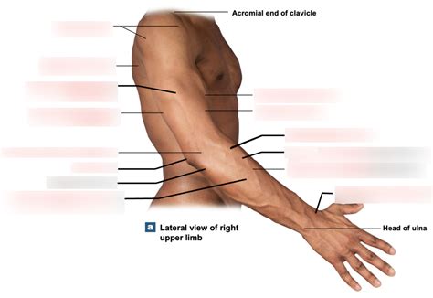 Lateral View Of Right Upper Limb Diagram Quizlet
