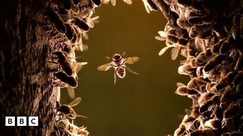 Pictures Explore Why We Take Photos Of Animals Bbc Newsround