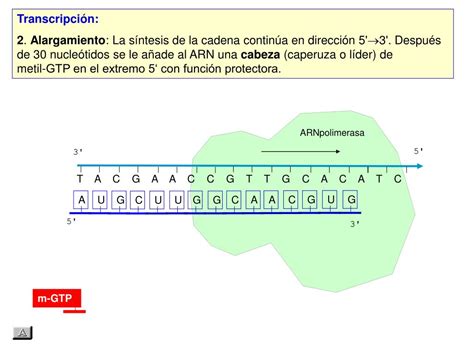 Ppt T A C G A A C C G T T G C A C A T C Powerpoint Presentation Free