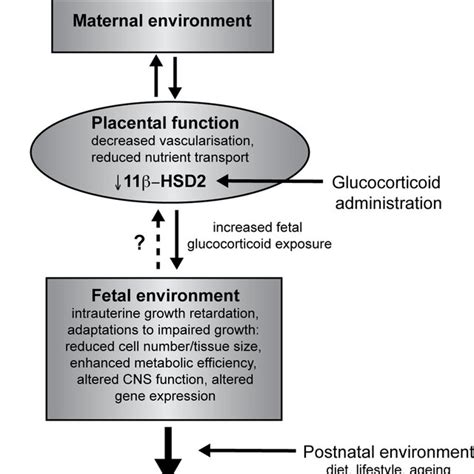 Overview Of Developmental Programming A Perturbed Maternal