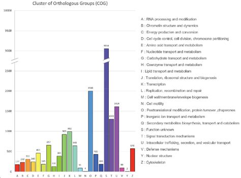 Eggnog Classifications Of Annotated Unigenes Based On Uniprot Database Download Scientific