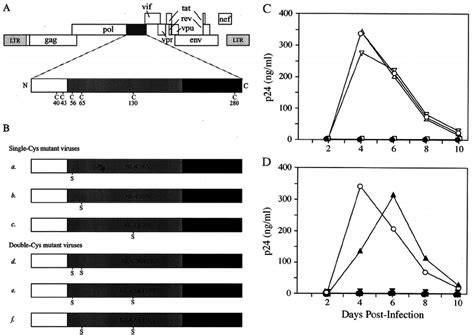 Replication Kinetics Of Mutant Hiv 1 Viral Clones A Genomic