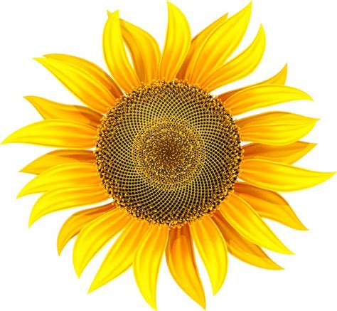 Sunflower Vector Images Over 56 000
