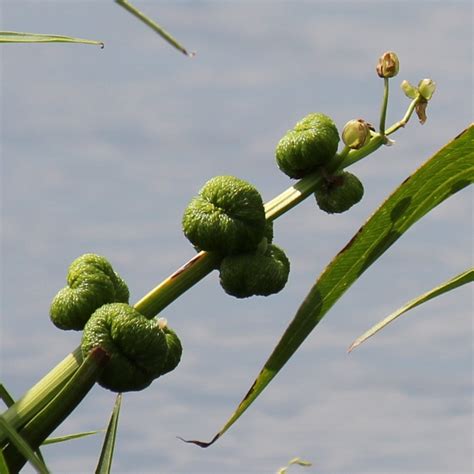 Common Arrowhead Sagittaria Latifolia Seed Rs Saglat