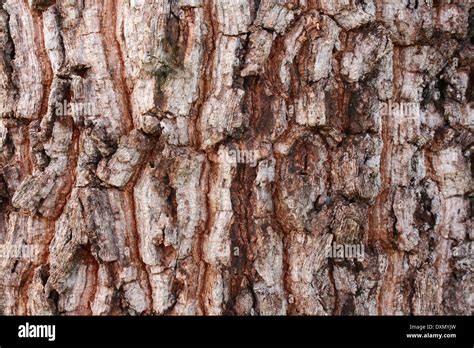 Different Tree Trunk Hi Res Stock Photography And Images Alamy