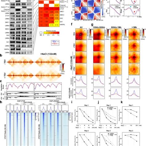 Intra Tad Interactions Remain After Nuclear Expansion And Contraction Download Scientific
