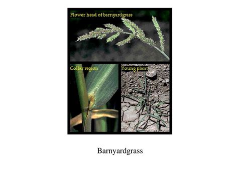 Puncture Vine Puncture Vine Common Purslane Shepherds Purse Ppt