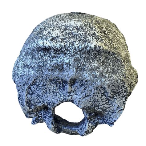 Homo Heidelbergensis Prehistoric Evolution