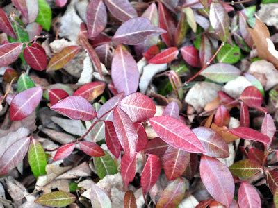 Wintercreeper Purpleleaf