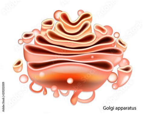 Golgi Apparatuss