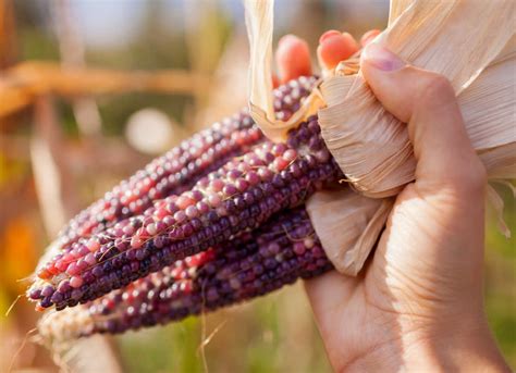 What Is Indian Corn Facts About Native Indigenous Corn