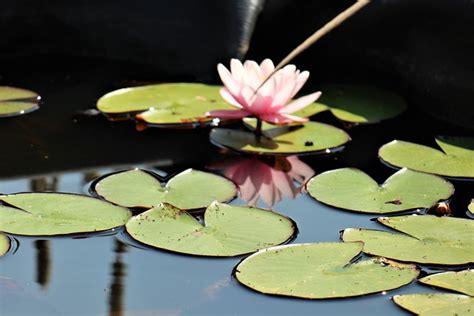Lily Pads Leaves Pond Water Free Photo On Pixabay
