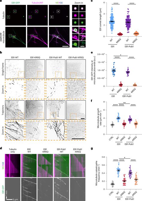 Eb1 Phase Separation Regulates Microtubule Dynamics A Co Condensates