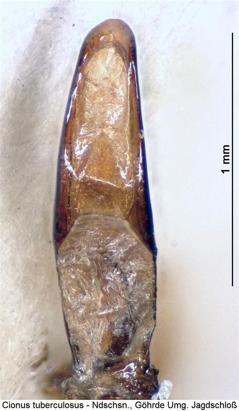 Cionus Bestimmungstabelle