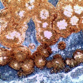 Anode Surface After The Experiment Magnified Times Download Scientific Diagram